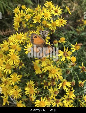 Thurs 26th July: Brindley Heath, Staffordshire, Uk. The Big Butterfly ...