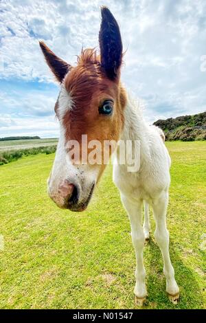 Dartmoor, Devon. 17th June 2021. New born blue-eyed foal on Dartmoor ...
