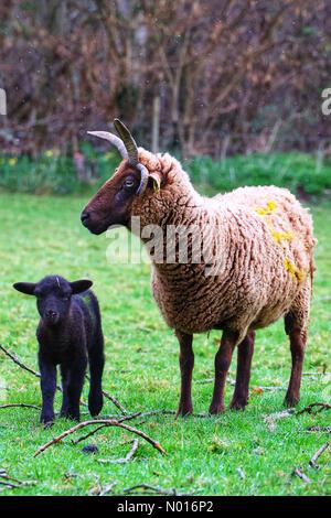 Bridford, Devon, UK. 08th Apr, 2022. ‘Jackdaw' the magnificent Manx ...