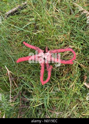 Rare eye catching Devils fingers fungus ‘Clathrus archeri' a smelly ...
