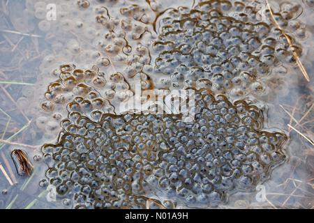 First frogspawn of year appears in South West of England. An early sign ...