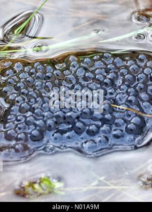 First frogspawn of year appears in South West of England. An early sign ...