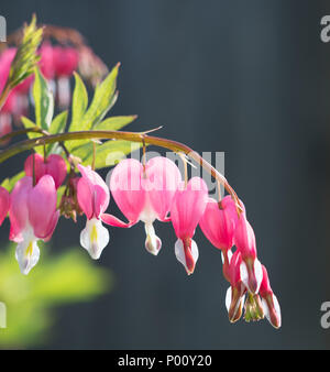 Pink Springtime Flowers photographed with a Shallow Depth of Field ...