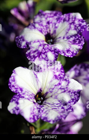 Spotted purple petunias Stock Photo - Alamy