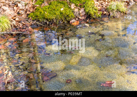 lots of frog spawn clusters at early spring time in natural ambiance ...