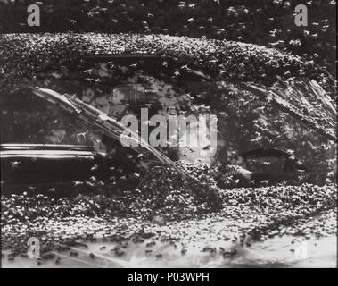 BEE SCENE, THE SWARM, 1978 Stock Photo - Alamy