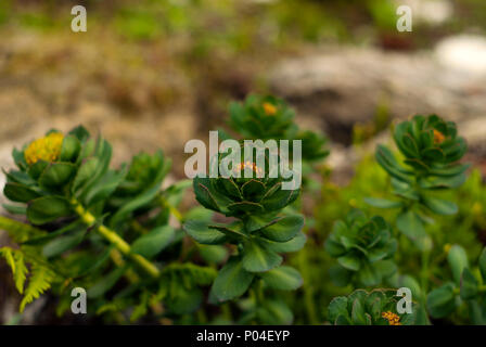 Rhodiola rosea (commonly golden root, rose root, roseroot) growing in Parvati Bagh in the ...