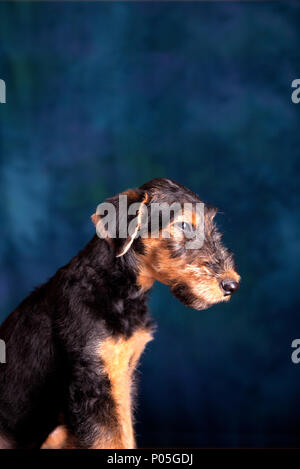 Airedale Terrier (Canis familiaris Stock Photo - Alamy