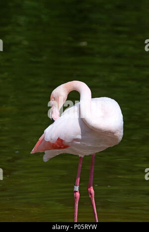 Greater flamingos (Phoenicopterus roseus) portrait, Pont de Gau ...