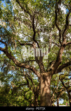 Savannah, Georgia, USA oak tree lined road at historic Wormsloe Stock ...