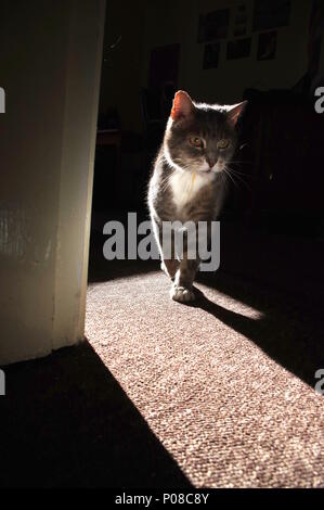 Cat with shadow in a doorway Stock Photo - Alamy