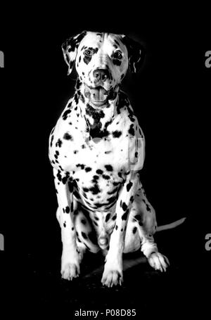 Dalmatian dog in studio with dark background Stock Photo - Alamy