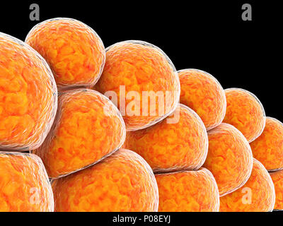 Body fat texture, fat mass, Background of human body fat. Excess fat ...