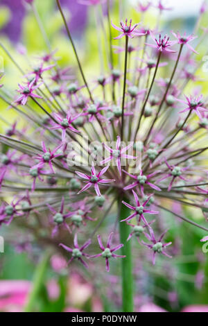 Allium ‘Spider’ flower display at a flower show. UK Stock Photo - Alamy