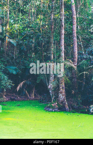 part of deep tropical forest scene Stock Photo - Alamy