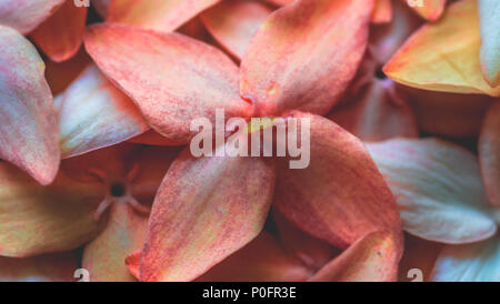 stack of geometric shape of flower with soft color Stock Photo - Alamy