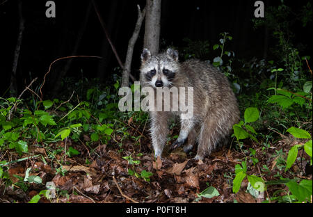 Raccoon at Night Stock Photo - Alamy