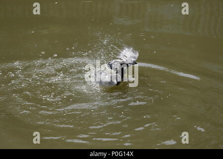 Black crow tries to swim in the river Stock Photo - Alamy