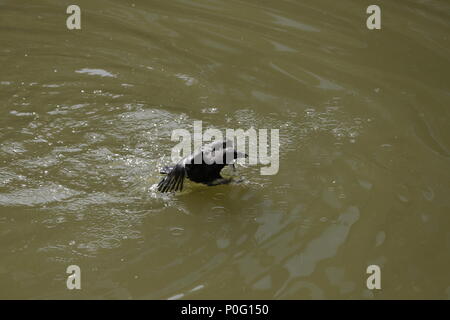 Black crow tries to swim in the river Stock Photo - Alamy
