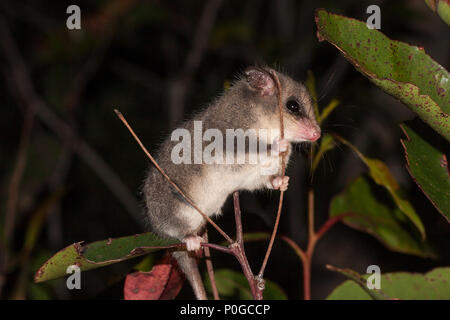 Eastern pygmy possum, cercartetus nanus photographed in a studio ...
