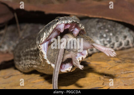 Death Adder feeding Stock Photo - Alamy