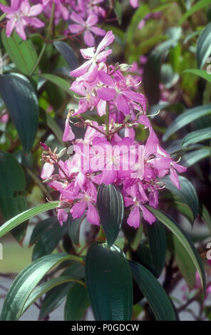 TIBOUCHINA GRANULOSA ROSEA 'KATHLEEN' Stock Photo - Alamy