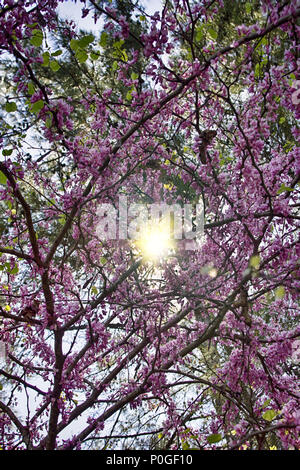 Terebinth (pistachio, wild nard, turpentine tree, Pistacia atlantica ...