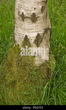 birch tree growing in the abandoned sandstone quarry at the edge of a ...