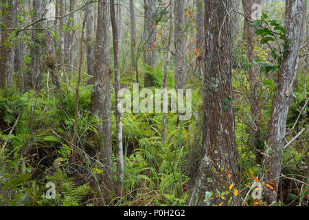 Hungryland Trail boardwalk, J.W. Corbett Wildlife Management Area ...