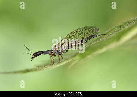 Phaeostigma notata - a snakefly, family Raphidiidae Stock Photo - Alamy