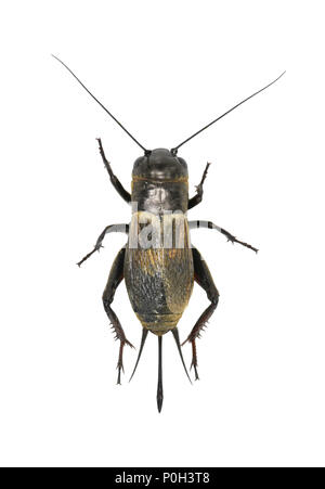 field cricket (Gryllus campestris), female, Germany Stock Photo - Alamy