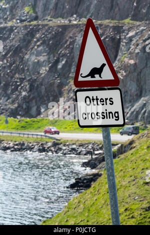Otter, Lutra lutra, Shetland, Scotland, UK Stock Photo - Alamy
