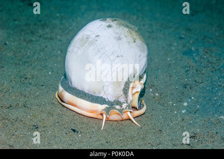 Image of grey bonnet (Phalium glaucum) seashells on a white background ...