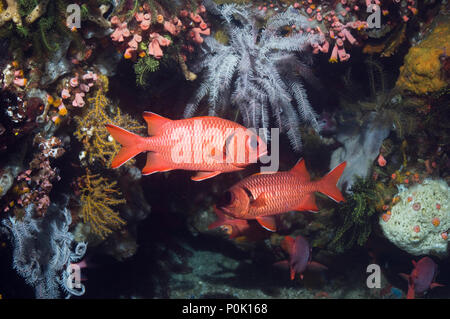 Bigscale soldierfish (Myripristis berndti) at rest on reef with ...