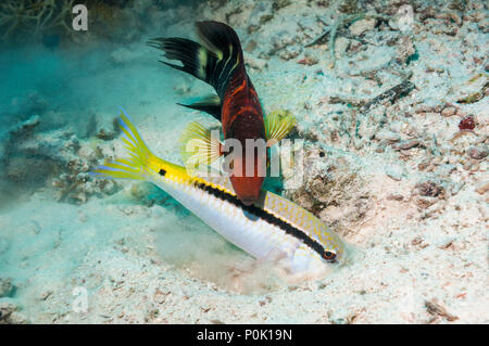 Redbreasted wrasse (Cheilinus quinquecinctus) with a Dash-and-dot ...