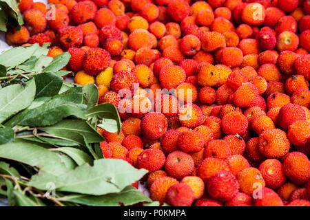 Medronho fruit (strawberry tree) Arbutus unedo, a fruit used for the ...