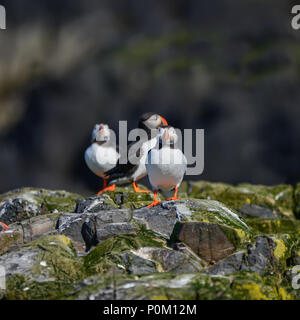 Beautiful Atlantic Puffin or Comon Puffin Fratercula Arctica in ...