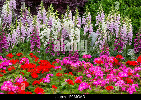 Yangzhou, Jiangsu, China. Geraniums and Foxglove in the Slender West ...
