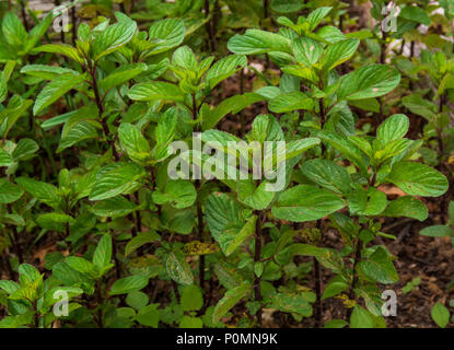peppermint (scientific name Mentha x piperita) plant Stock Photo - Alamy
