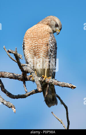Red Shouldered Hawk Looking Down Stock Photo - Alamy