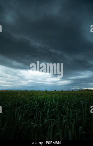 Weird how some wheat grows higher Stock Photo - Alamy