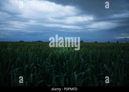 Weird how some wheat grows higher Stock Photo - Alamy