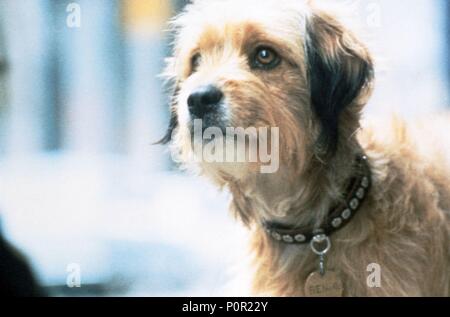 Original Film Title: BENJI. English Title: BENJI. Film Director: JOE ...