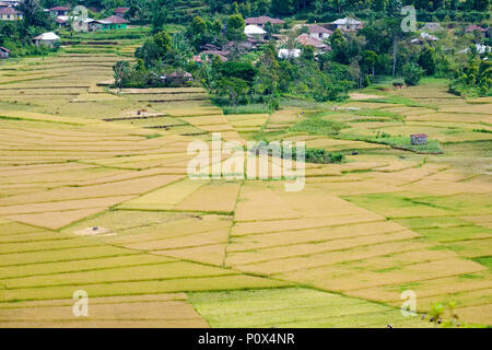 Spider Web Rice fields -Lingko -Flores Indonesia Stock Photo - Alamy