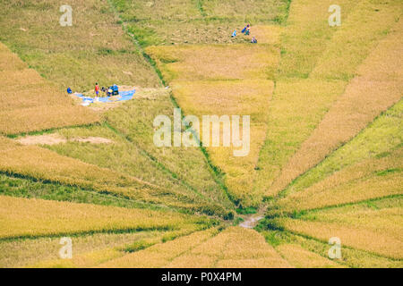 Spider web rice fields Stock Photo - Alamy