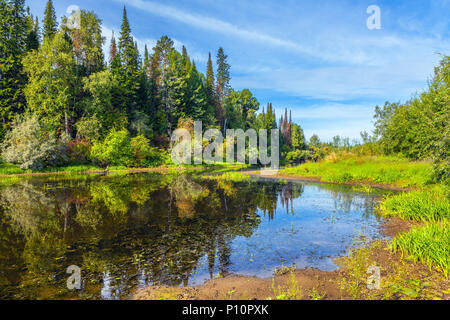 The Siberian taiga Stock Photo - Alamy