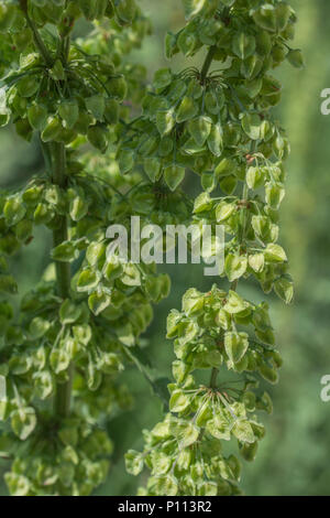 Curled dock, Rumex crispus, seeds Stock Photo - Alamy