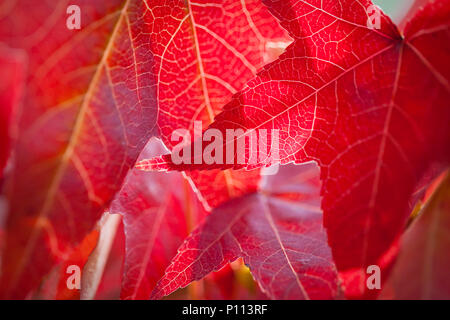 Liquidambar styraciflua or Liquid Amber leaves in garden during Autumn ...
