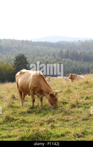 beige colored cows grazing in hill meadow Stock Photo - Alamy