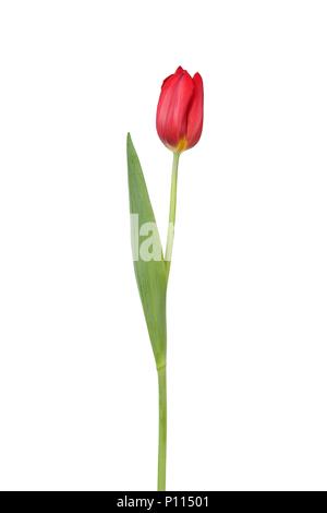 Red Tulip at Spring Stock Photo - Alamy